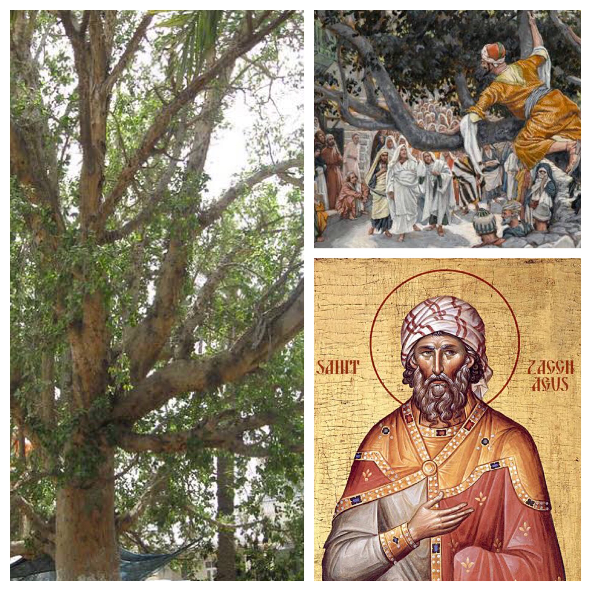 Zacchæus: patron saint of change and transition (Luke 19; Pentecost 21C ...
