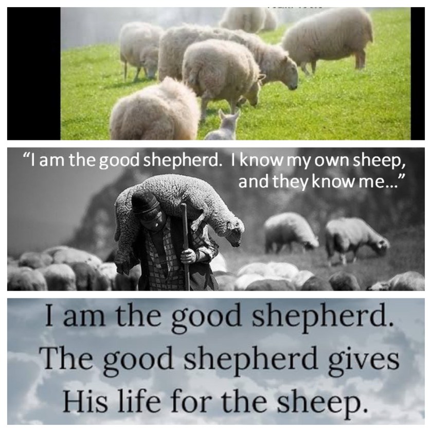 I am the good shepherd [who] lays down his life for the sheep (John 10 ...